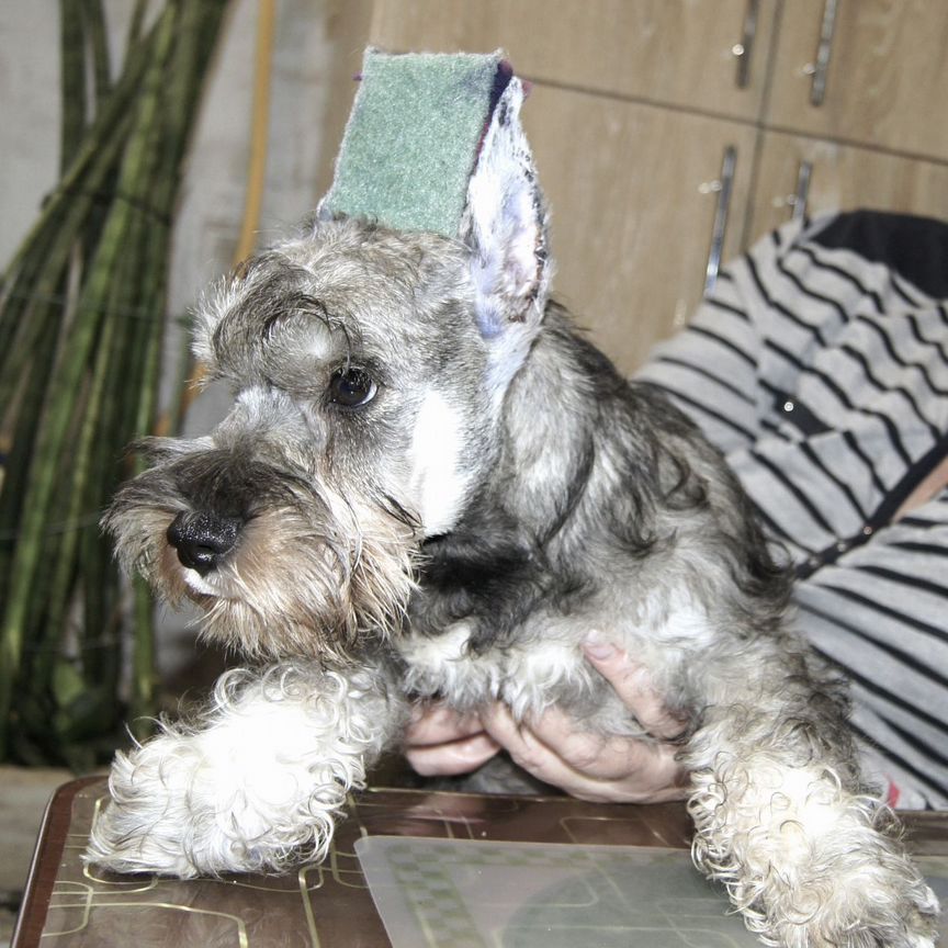 Цвергобарышня окрас перец с солью