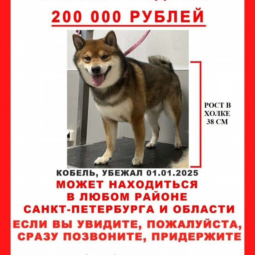 Потерялась собака