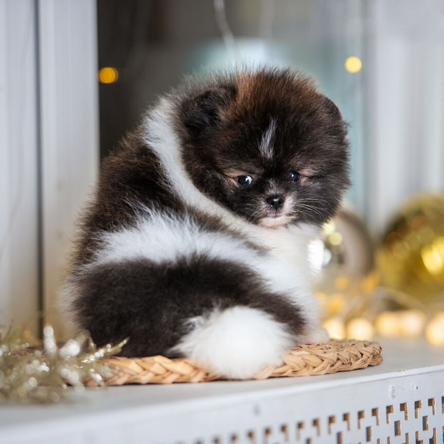 Бело-тигровый померанец, мальчик, 2 мес