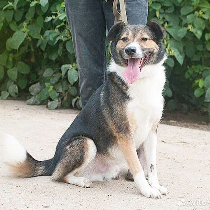 Фантик ищет дом