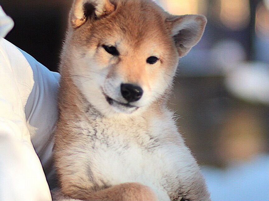 Красивые и ласковые щенки сиба ину