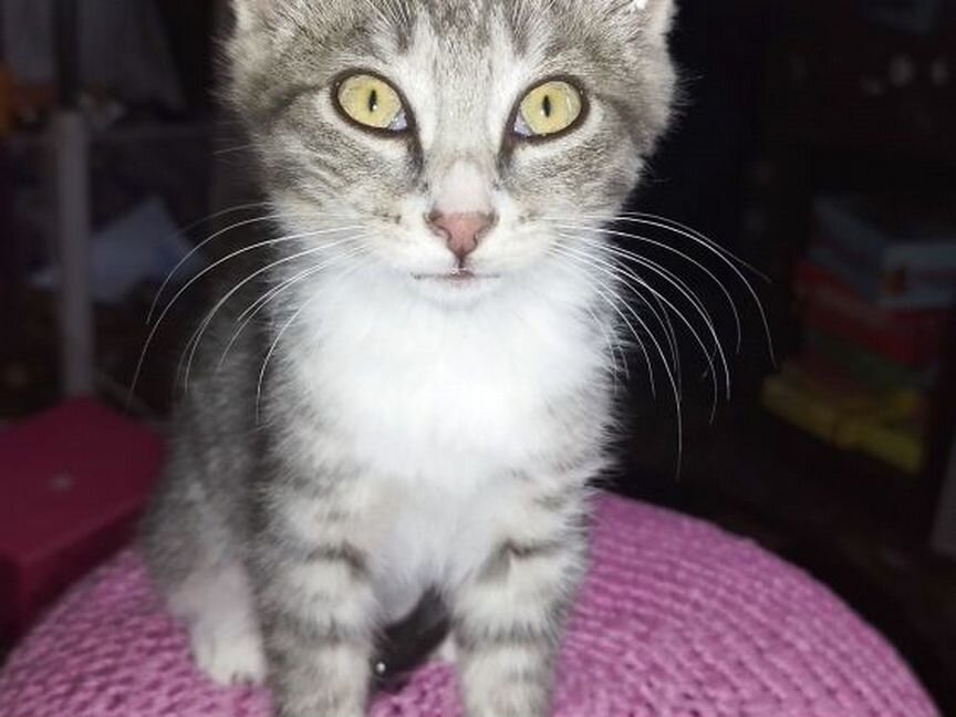 Кошечка белолапка
