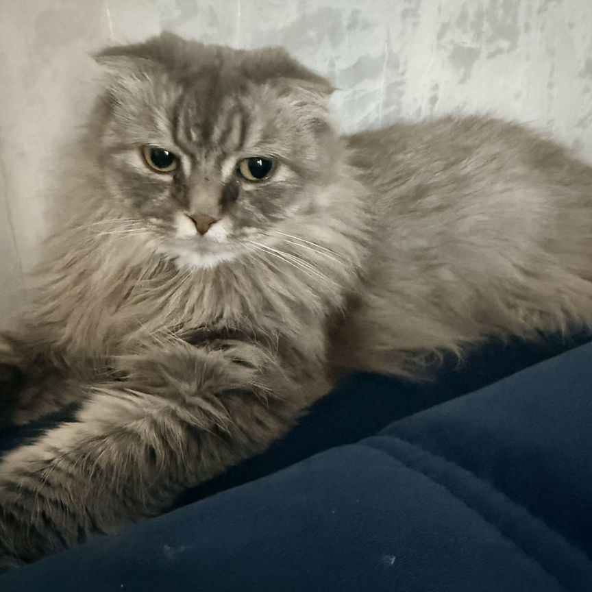 Британская длинношёрстная, взрослая кошка