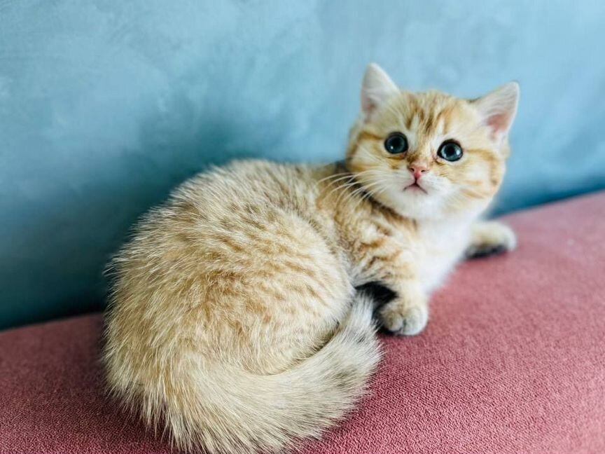 Котята "Британская золотая шиншилла"