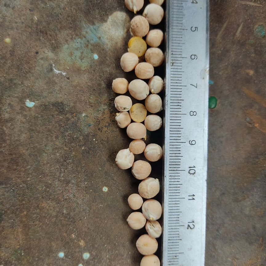 Горох кормовой