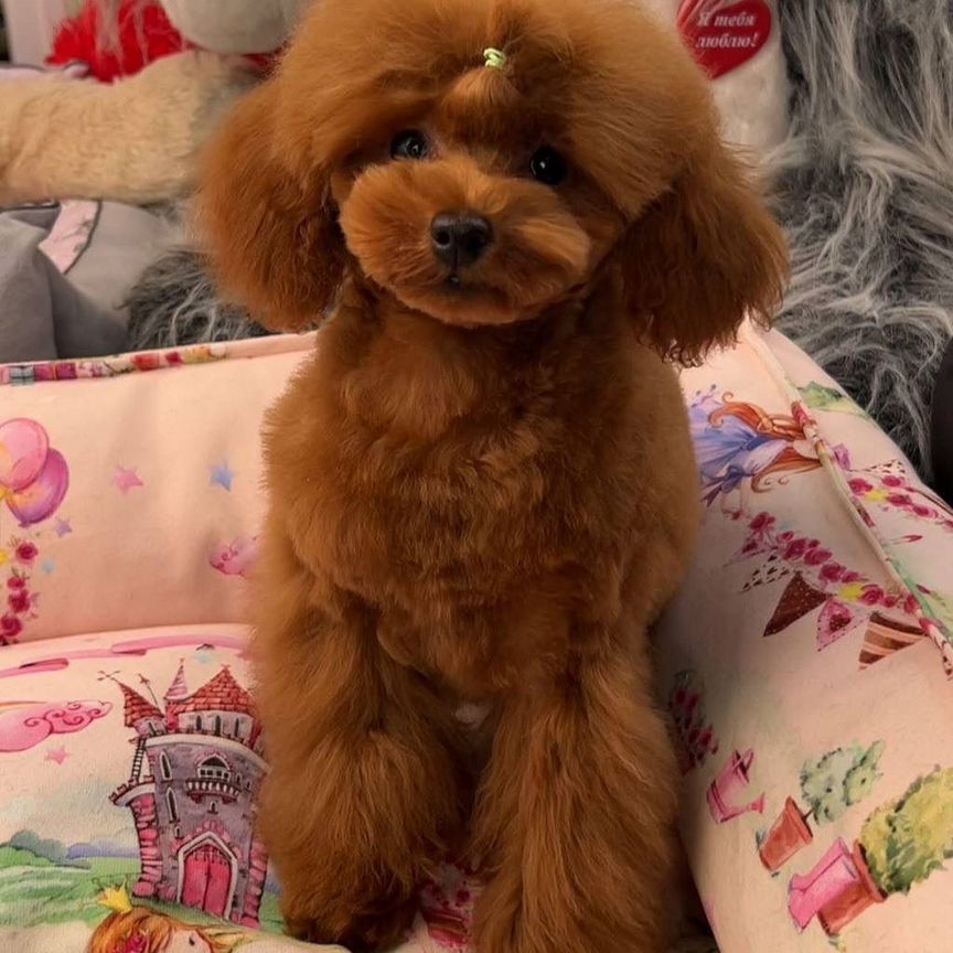 Той-пудель ред браун девочка РКФ