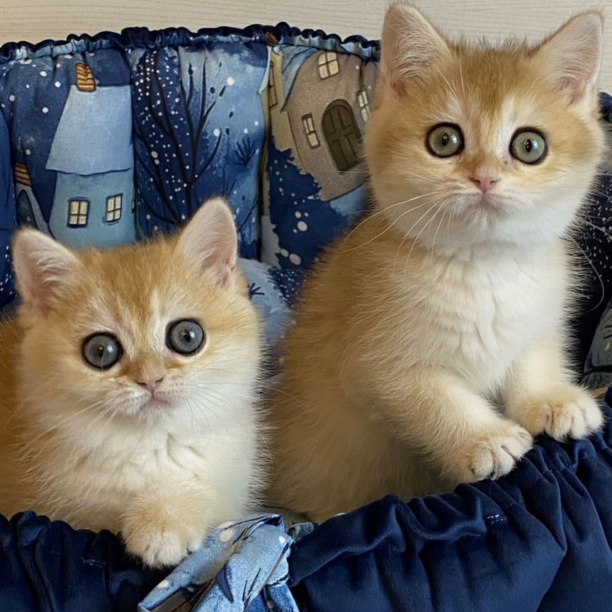 Британский короткошёрстный котёнок