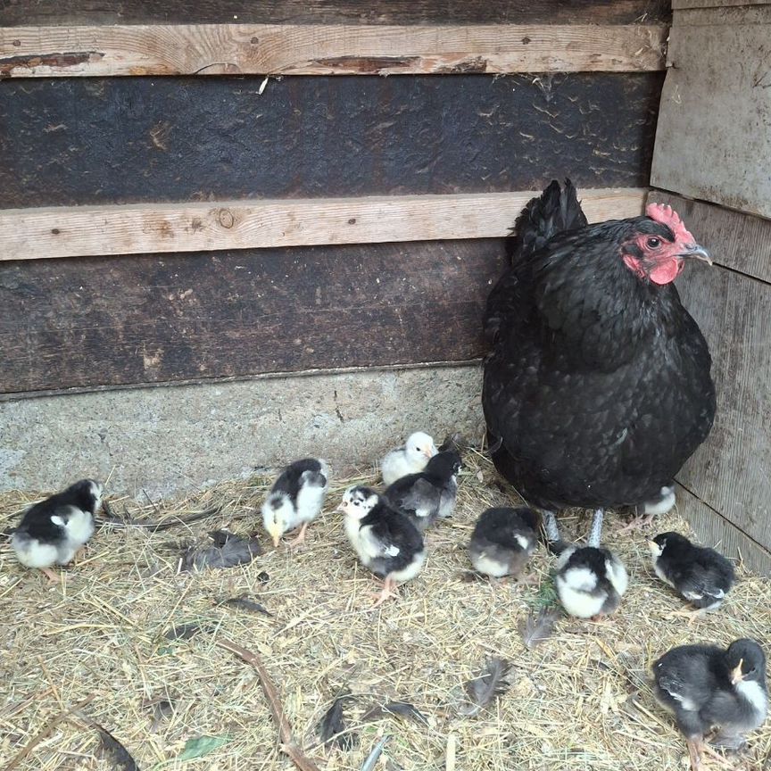 Клушка с цыплятами