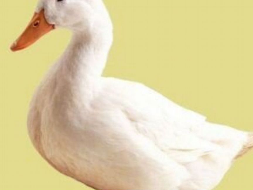 Инкубационное яйцо утки Чехия