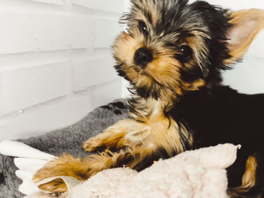 Йоркширский терьер щенки