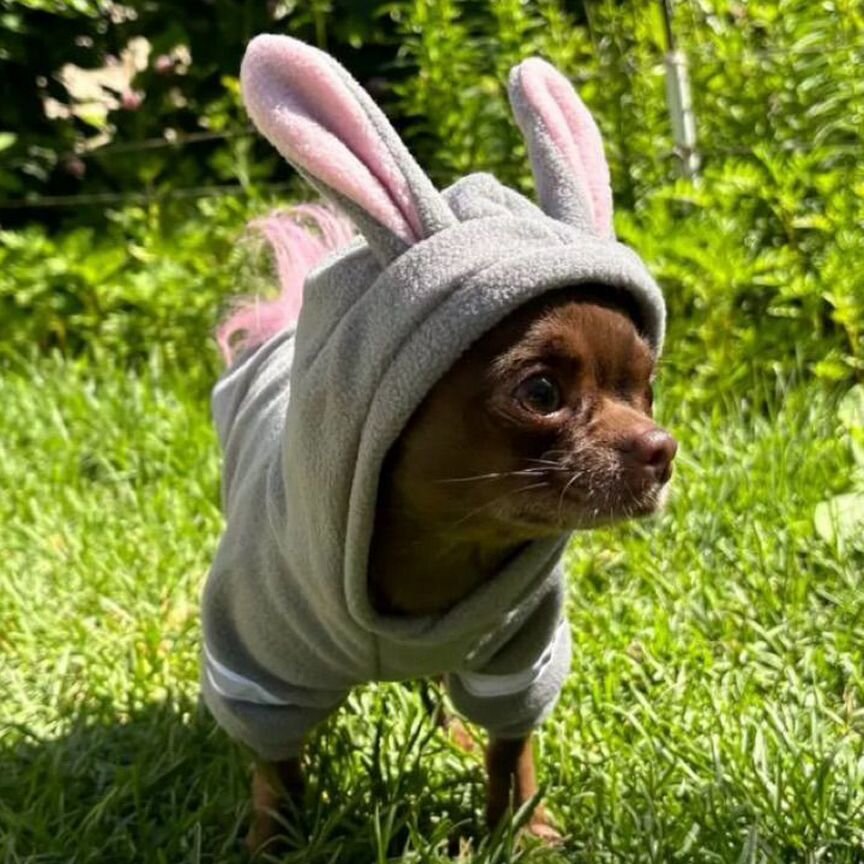 Кофта для собак