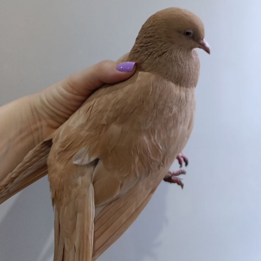 Найден голубь