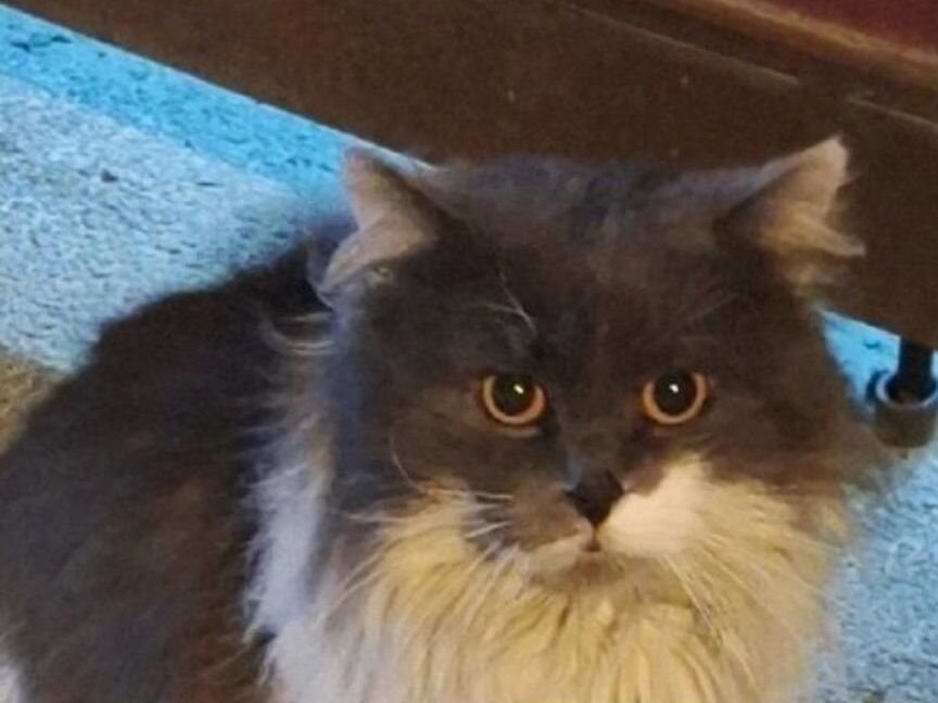 Найден котик/кошечка