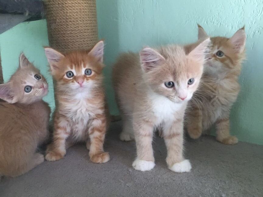 Котята мейн-кун