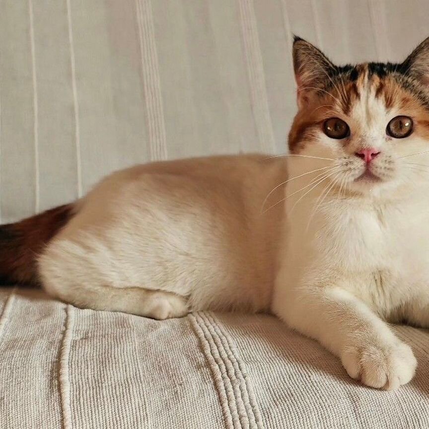 Девочка скоттиш страйт