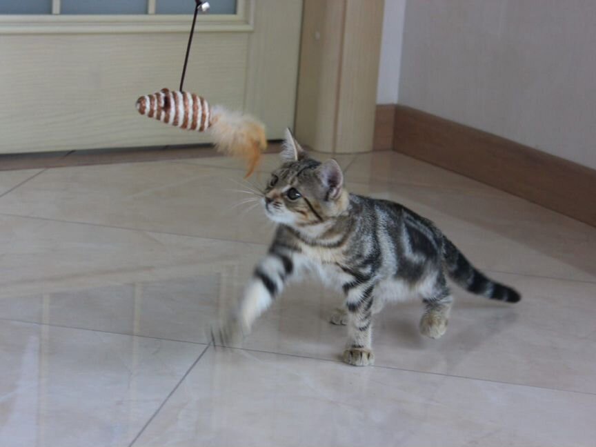 Помесь бенгала девочка