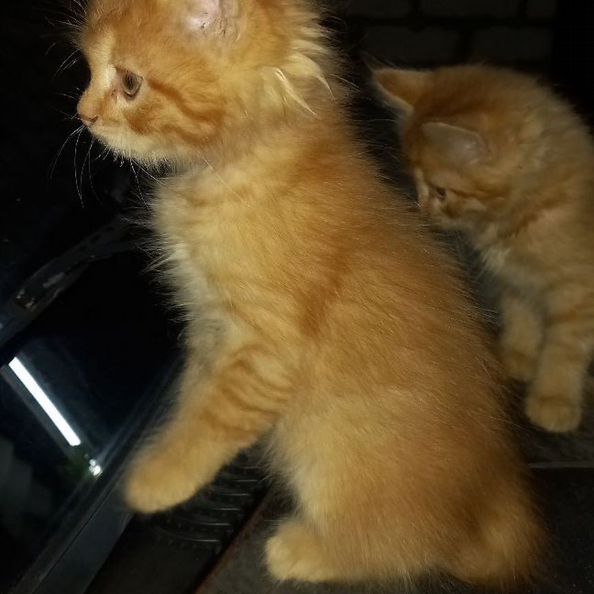 Котята в добрые руки бесплатно