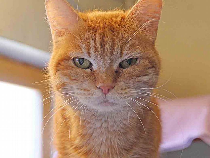 Осиротевшая кошечка Заря