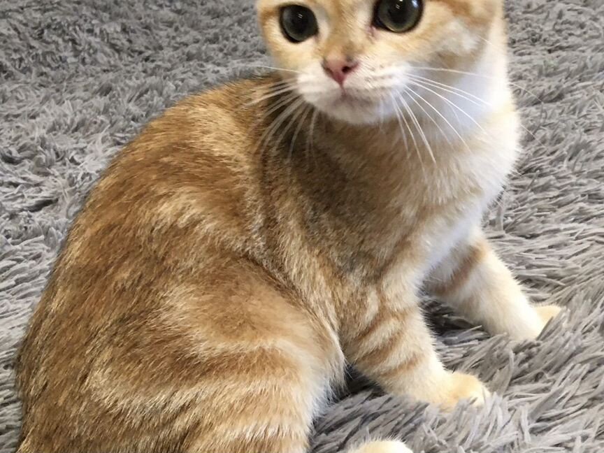 Шотландские котята золотой мрамор