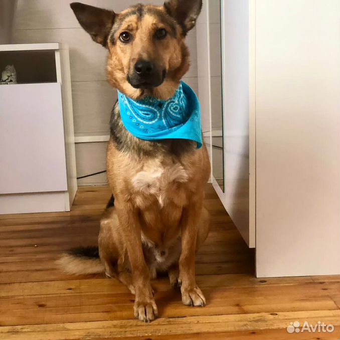 Собака мальчик Джек 1 годик