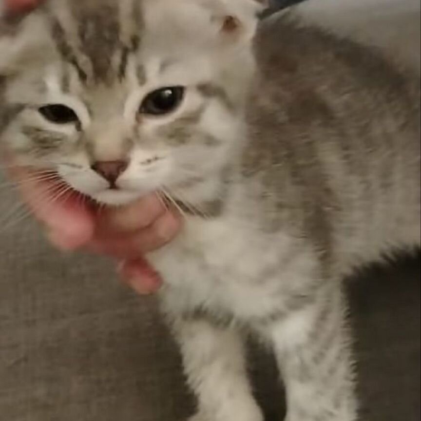 Британские котята