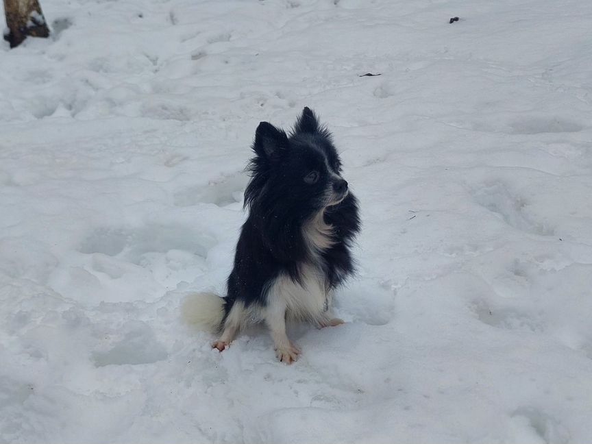 Шпиц девочка в добрые руки