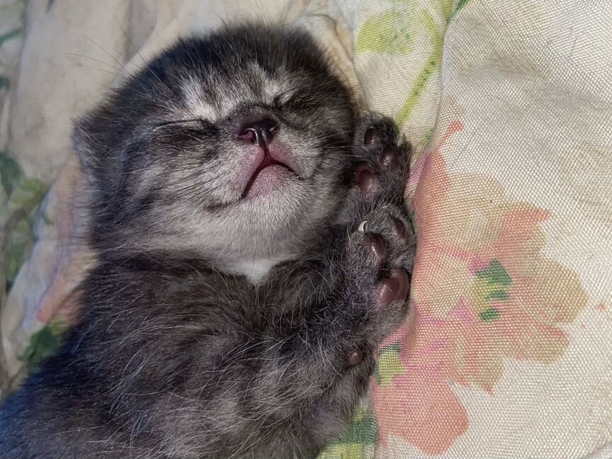 Красивый котик ищет добрые ручки