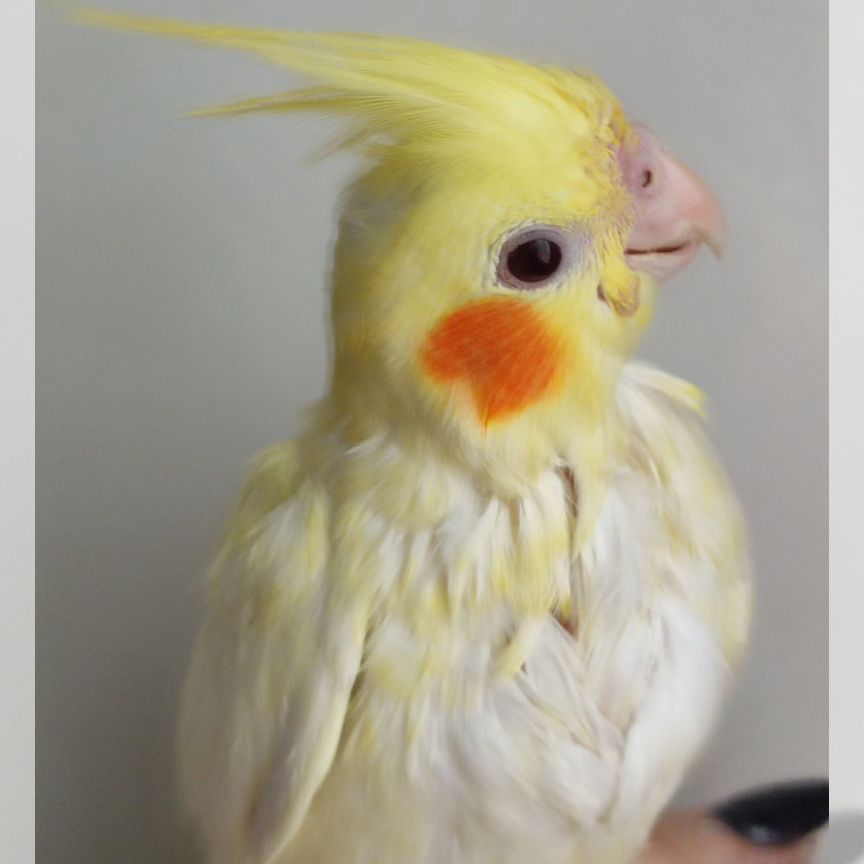 Попугай корелла птенец