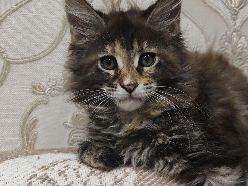 Котята мейн-кун