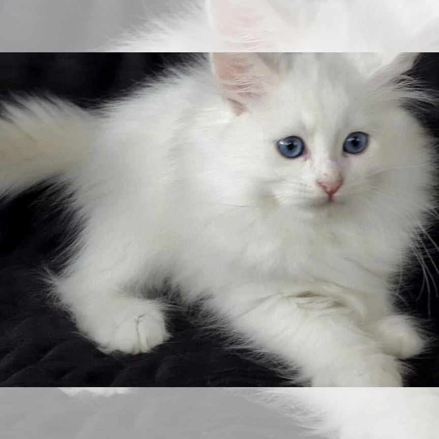 Сибирский котёнок