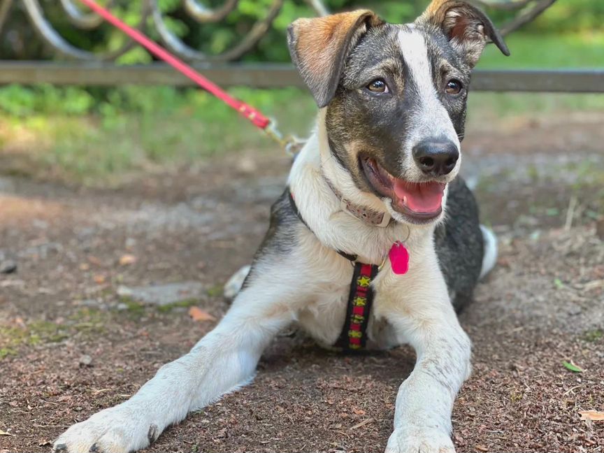 Щенок в добрые руки бесплатно