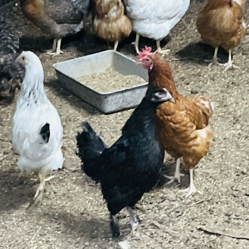 Куры несушки