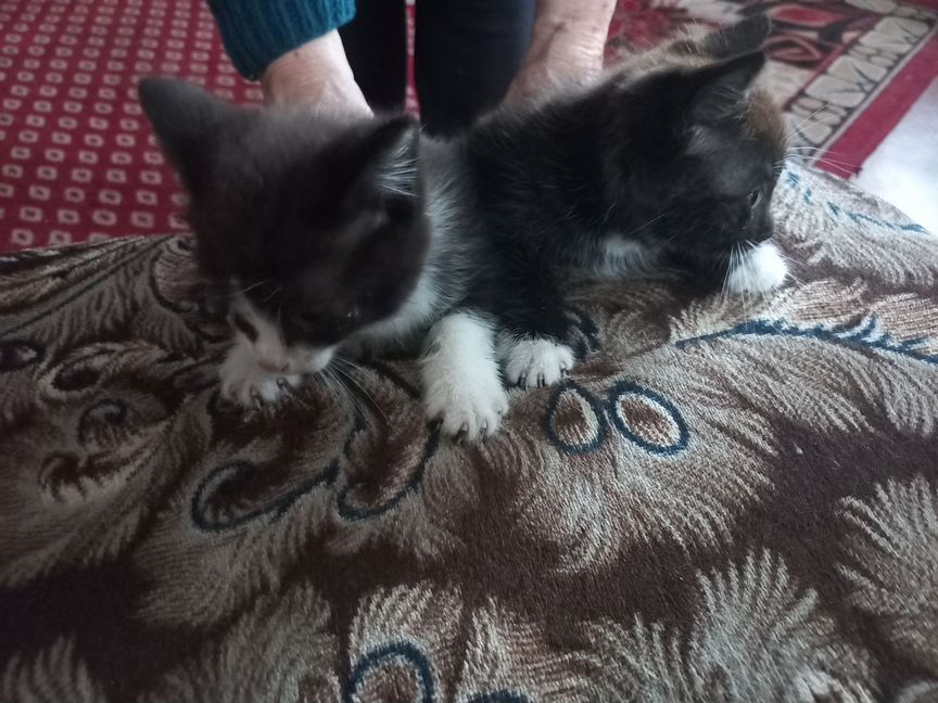 Кошка