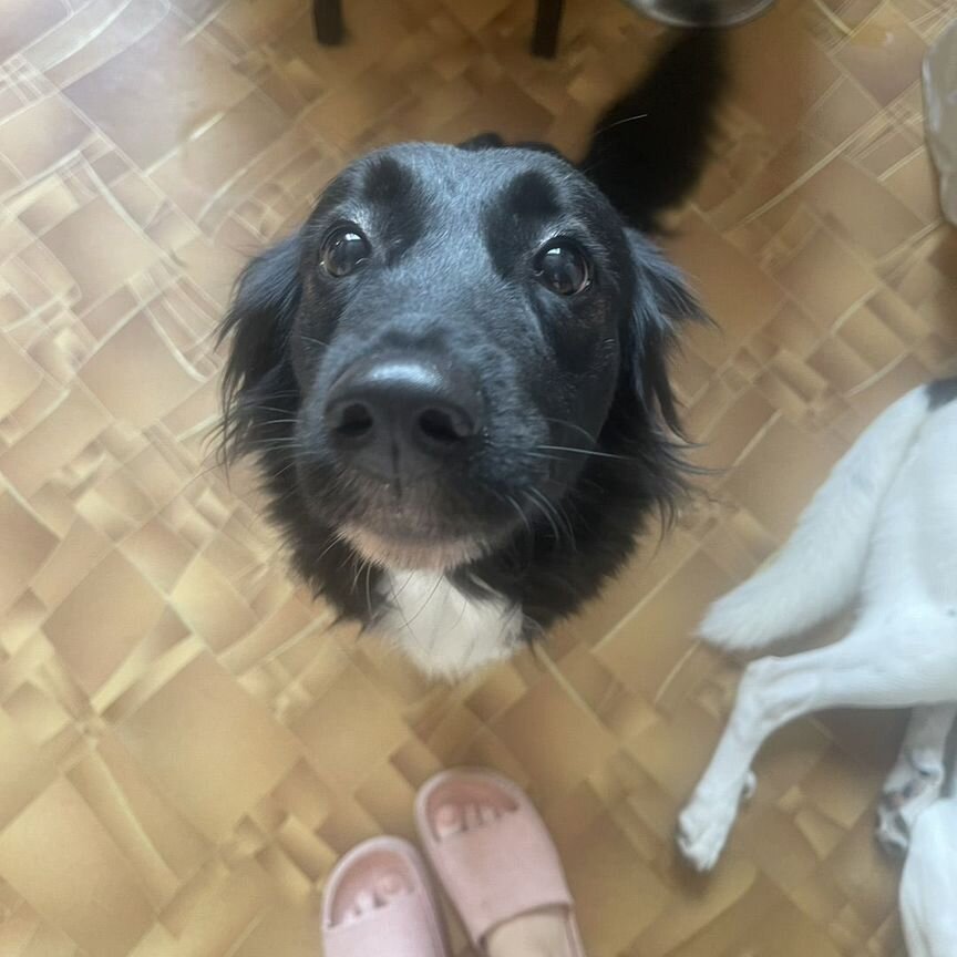 Собака