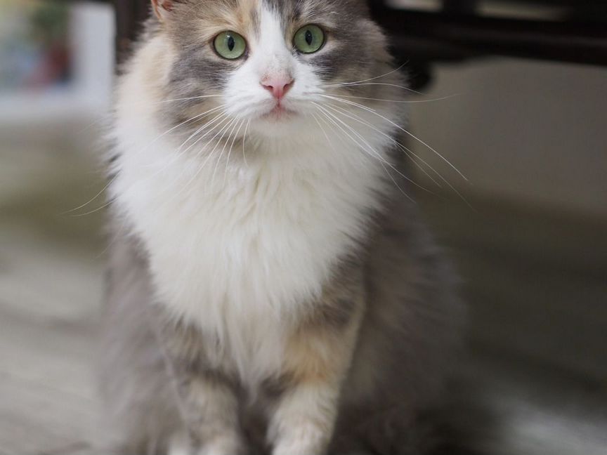 Кошка в дар бесплатно