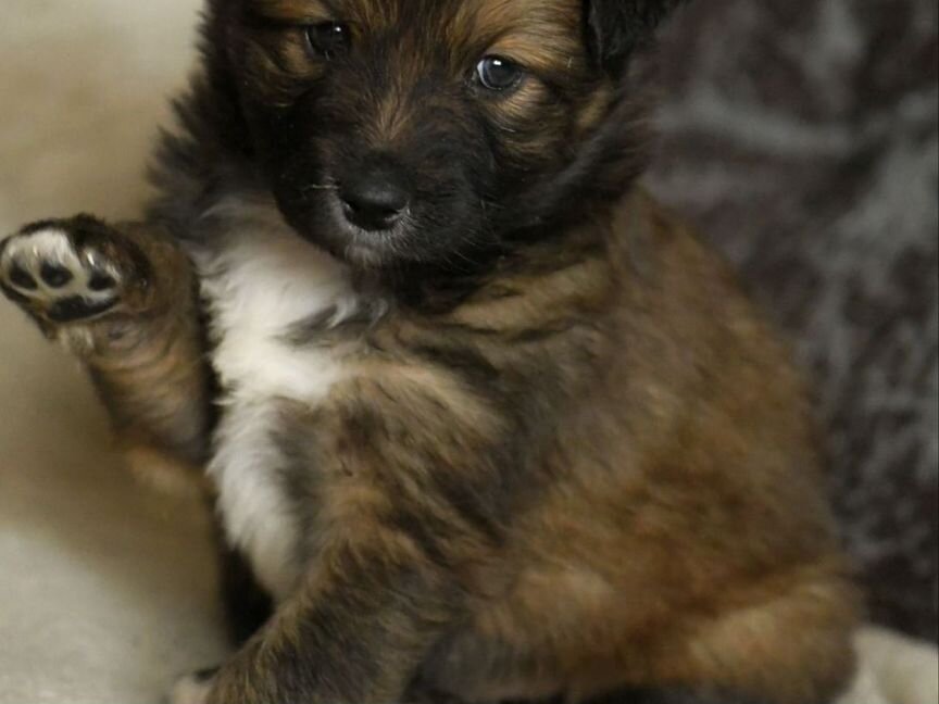 Щенки в добрые руки