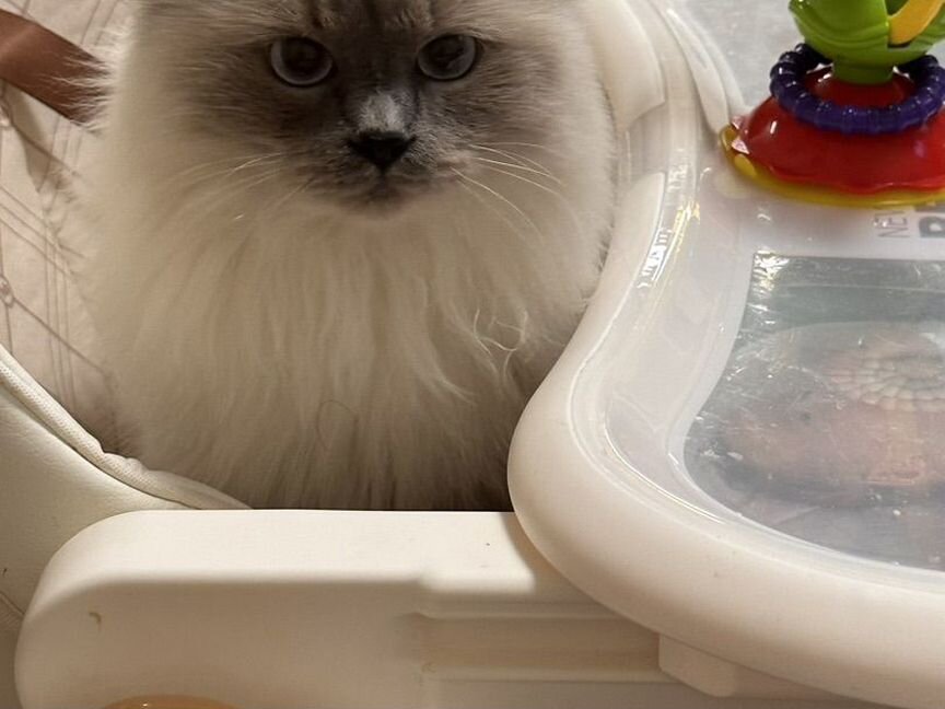 Вязка Невская маскарадная