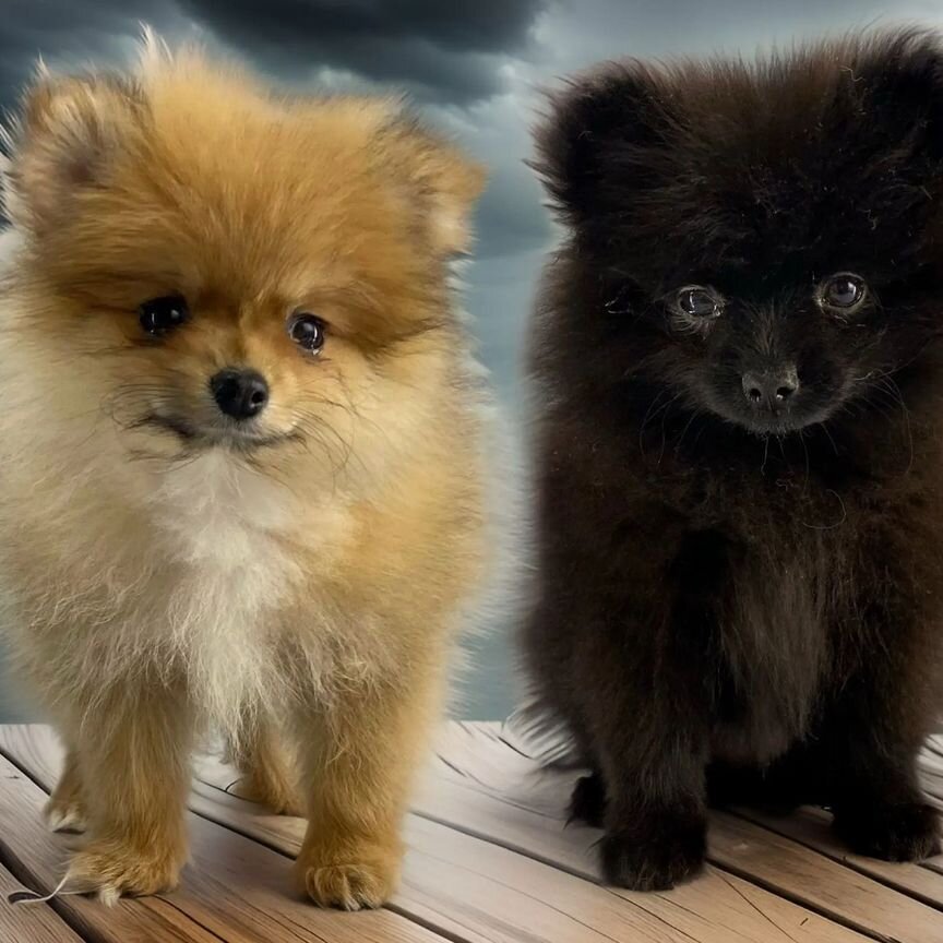 Померанский шпиц, щенок