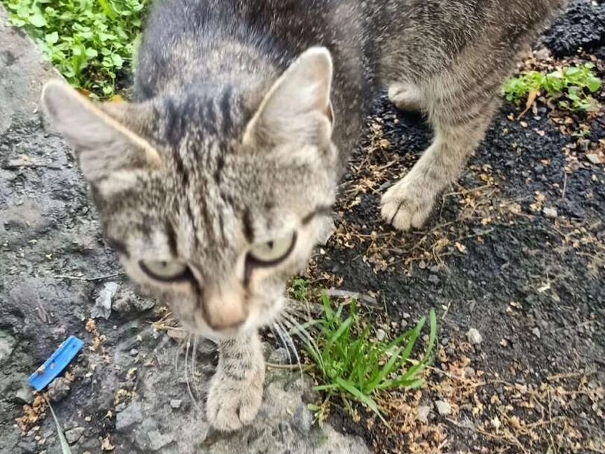 Кошечка в опасности