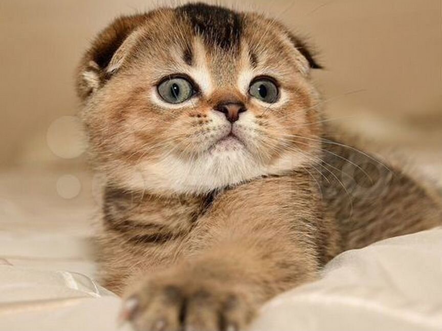Шотландские котята редкого окраса