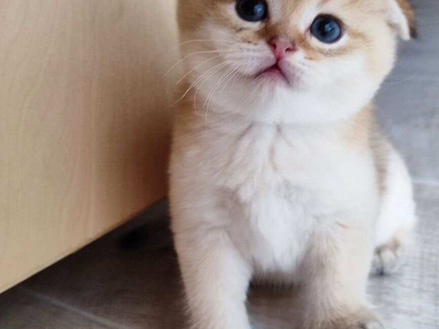 Шотландские золотые шиншиллы котята