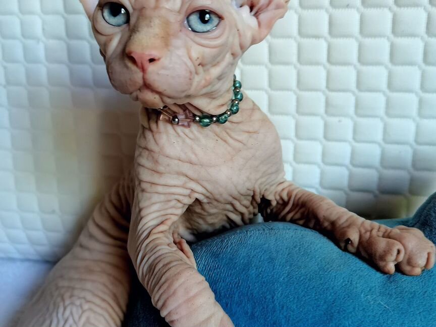 Канадский сфинкс Эльф котята