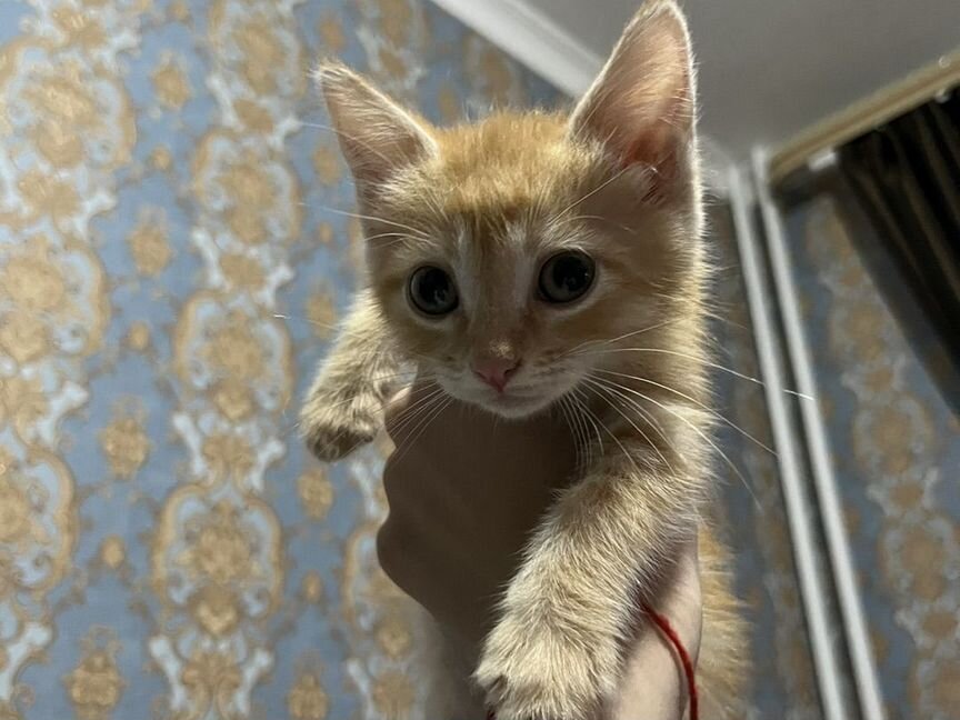 Котик мальчик рыжий бесплатно в добрые ручки