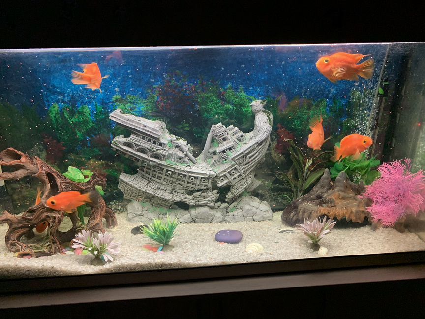 Цихлиды Аквариумные рыбки