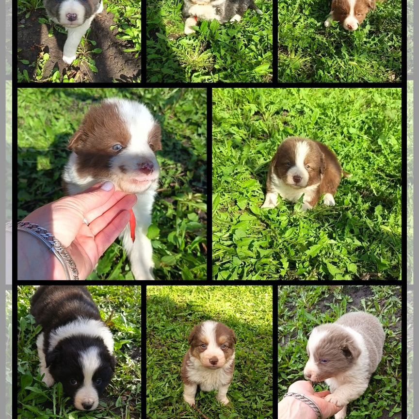 Бордер-колли, щенок