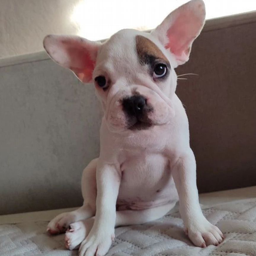 Французский бульдог, щенок