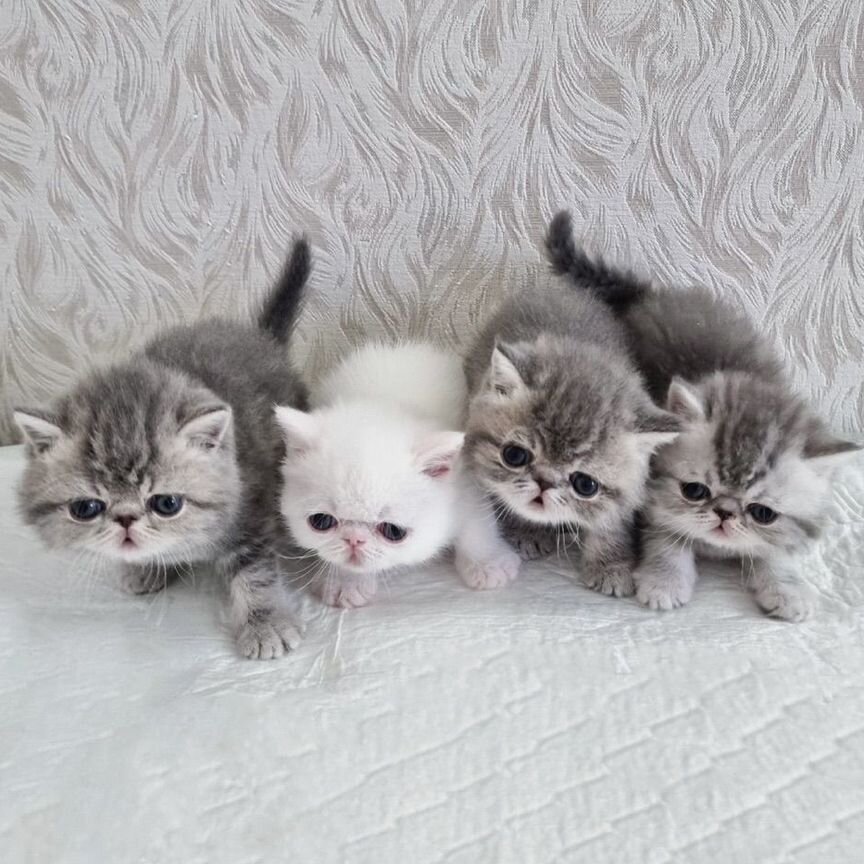 Котята экзоты