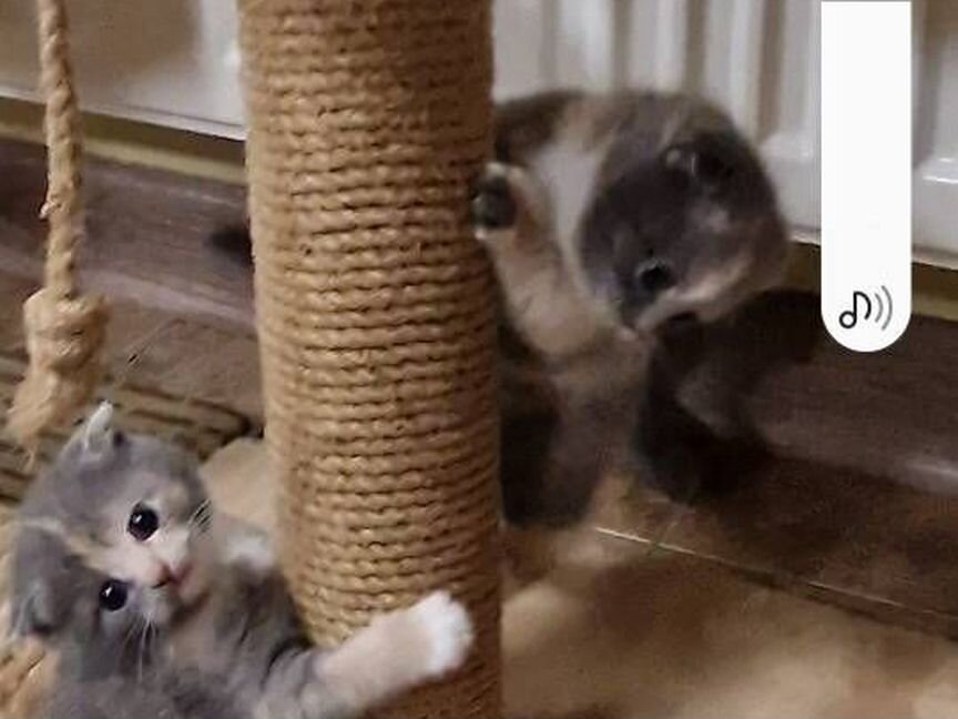 Шотландские котята