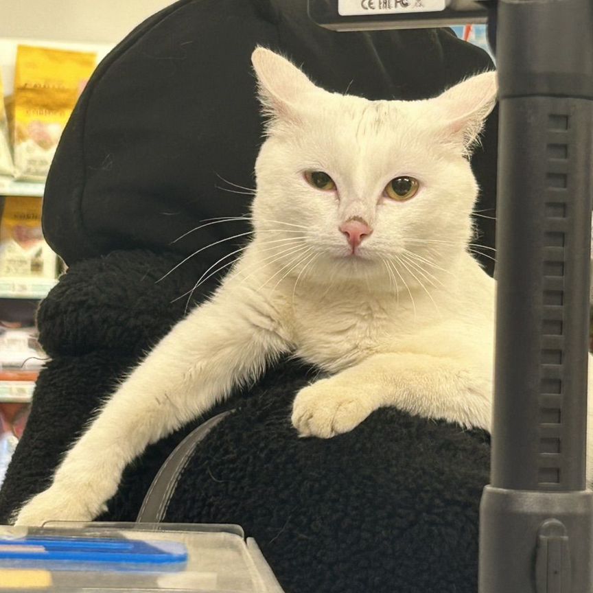 Котик в добрые руки бесплатно мальчик