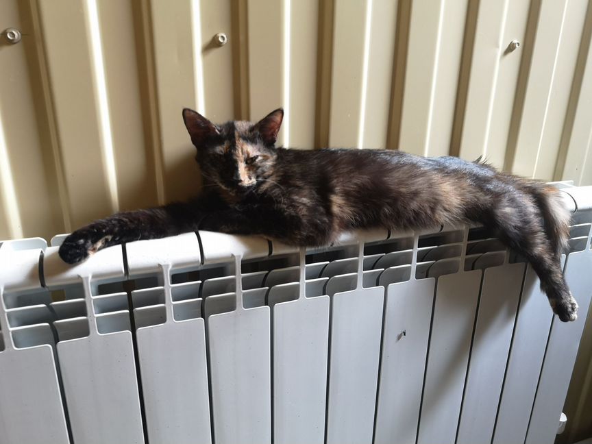 Кошка Молли